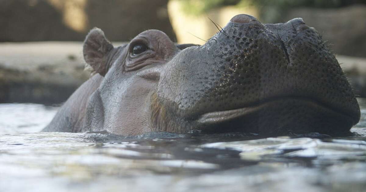 Heartbreaking: 'Crying' Hippo Dies After Falling From Zoo's Truck - The ...
