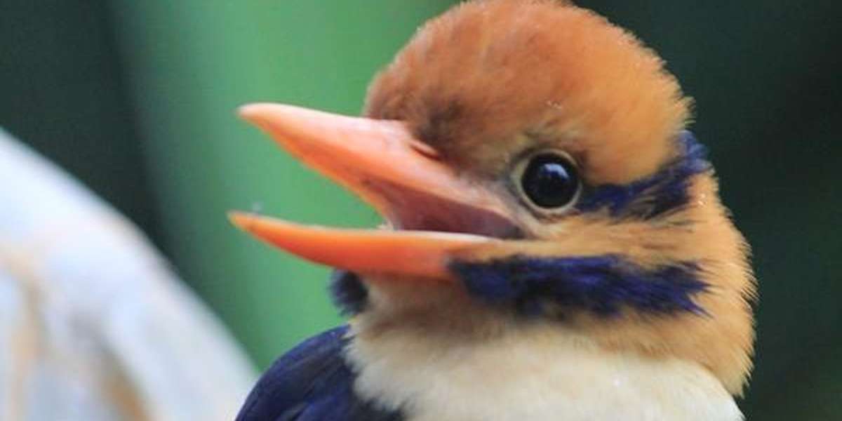 Rare Bird Looks Downright Stunning In His First-Ever Photos - The Dodo