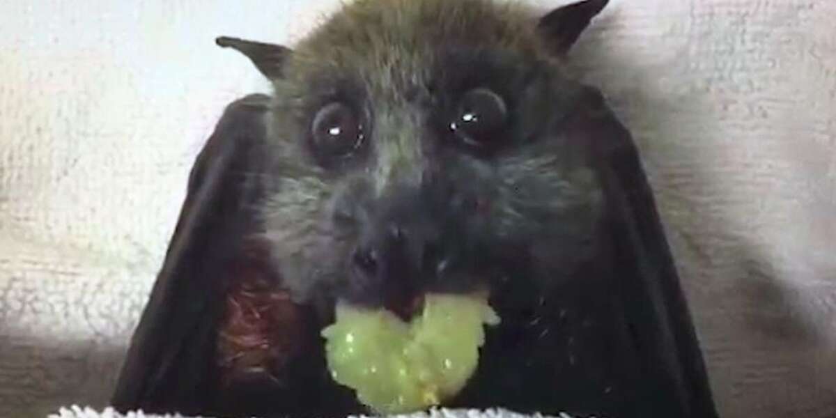 Pregnant Bat Refuses To Die So That Her Baby Can Grow Up Happy - The Dodo