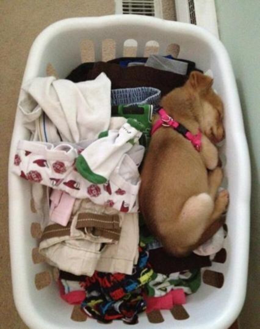19 Helpful Pets Who Love Laundry Day - The Dodo