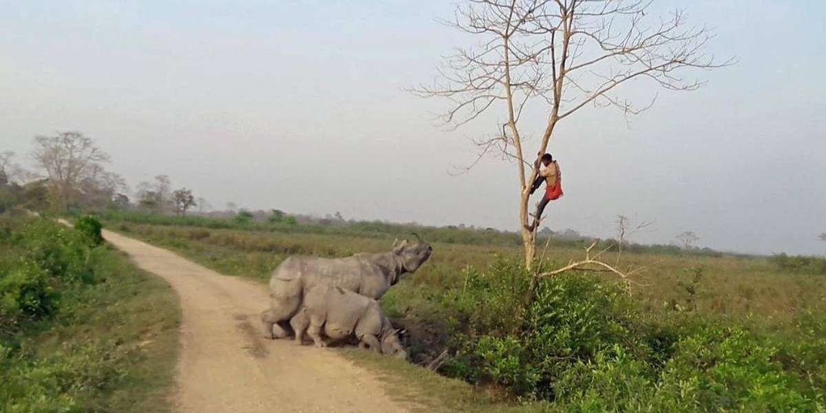 Rhino Mom Is So Protective Of Her Baby She Chases Guy Up A Tree - The Dodo