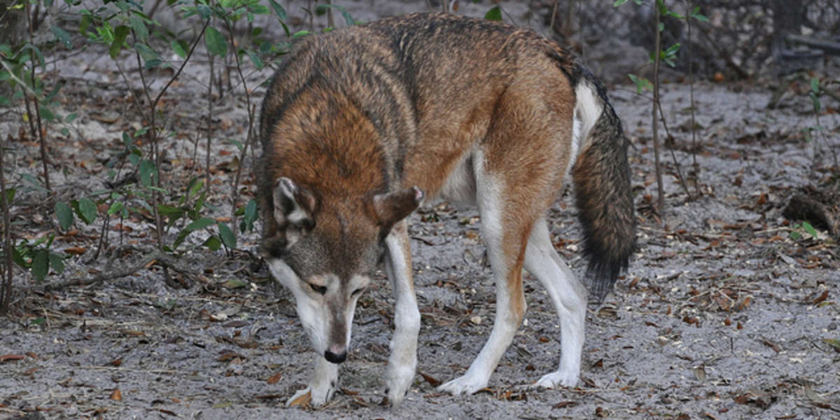 4 Amazing Animals That Were Saved From Extinction - The Dodo