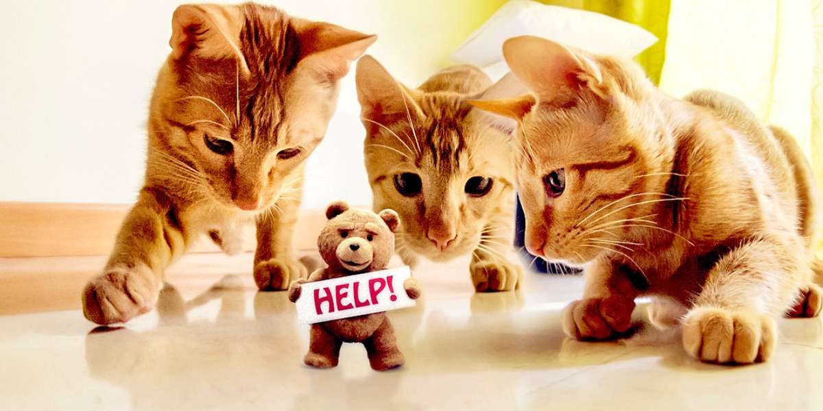 Animals: Some Guidelines For The Media - The Dodo