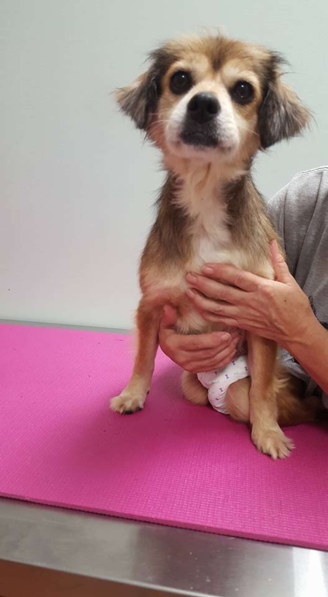 How We Gave A Paralyzed Stray Dog A Loving Home - The Dodo