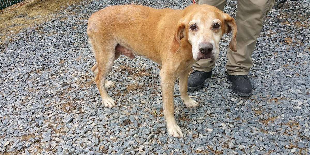 Defeated Senior Dog Gets The Family No One Thought He'd Find - The Dodo