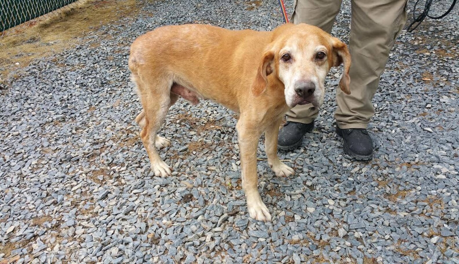 Defeated Senior Dog Gets The Family No One Thought He'd Find - The Dodo