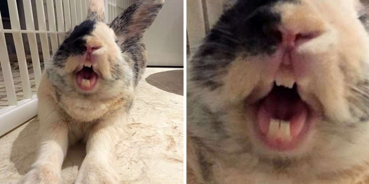 Bunnies Are Adorable — Until They Start Yawning - The Dodo