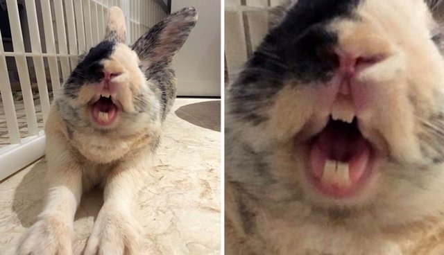 Bunnies Are Adorable — Until They Start Yawning - The Dodo