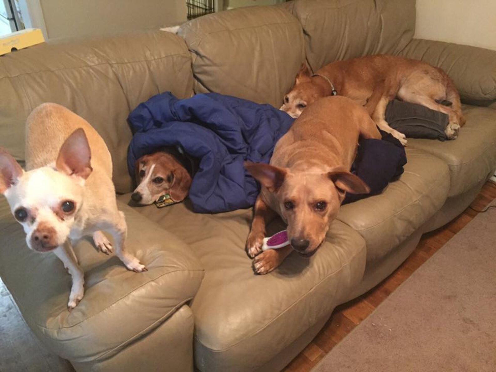 Defeated Senior Dog Gets The Family No One Thought He'd Find - The Dodo