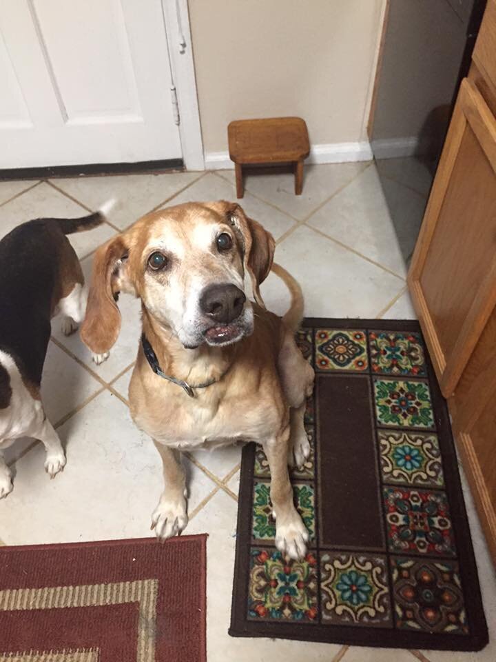 Defeated Senior Dog Gets The Family No One Thought He'd Find - The Dodo