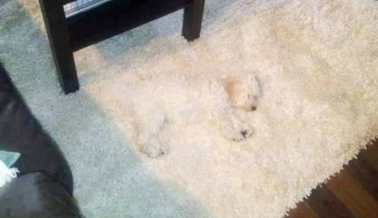 24 Perfectly Camouflaged Dogs (Who Are Pretty Much Invisible) - The Dodo