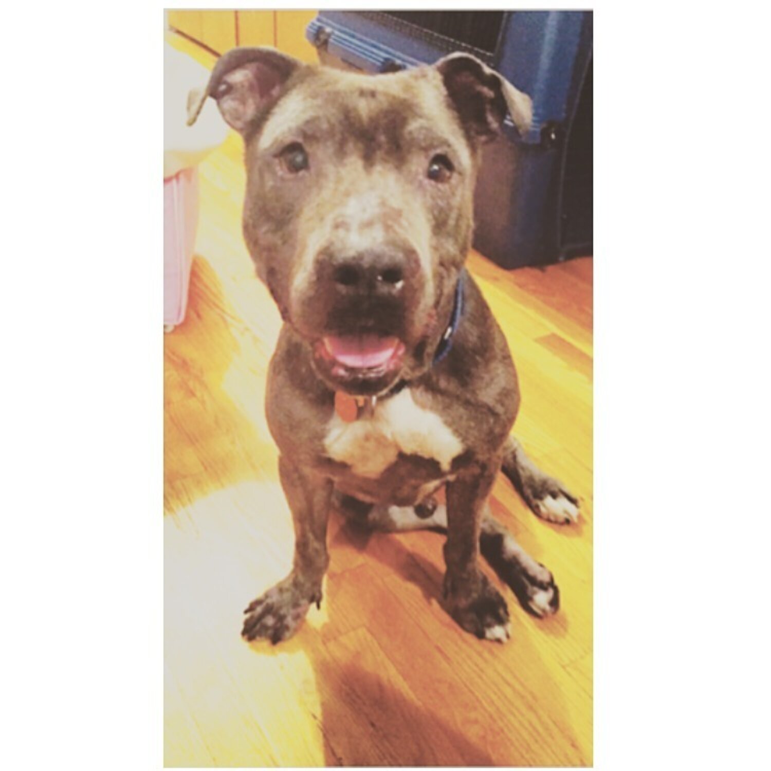 Pit Bull With Severe Anxiety Finds Parents Who Totally Get It - The Dodo