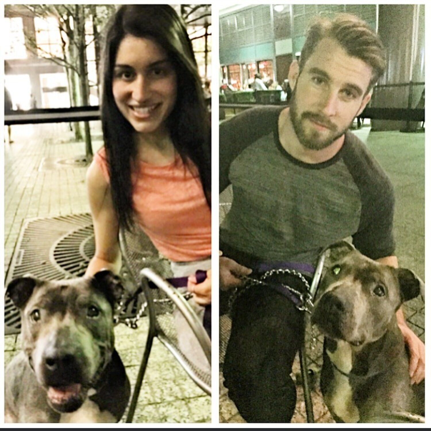 Pit Bull With Severe Anxiety Finds Parents Who Totally Get It - The Dodo