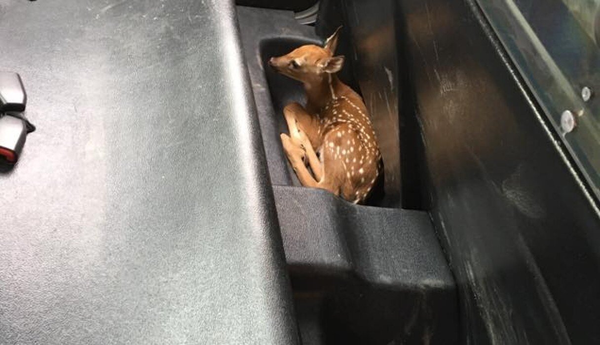 Baby Deer Who Lost His Mom Finds The Proudest Police Dads To Help Him ...