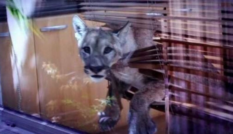 Puma Surprises Woman Making Breakfast By Eating Her Kitchen Blinds ...