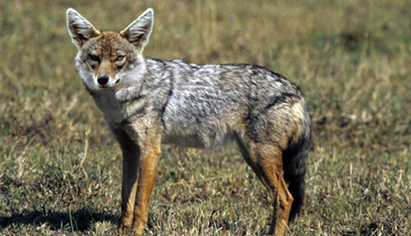 New Wolf Discovered For First Time In Hundreds Of Years - The Dodo