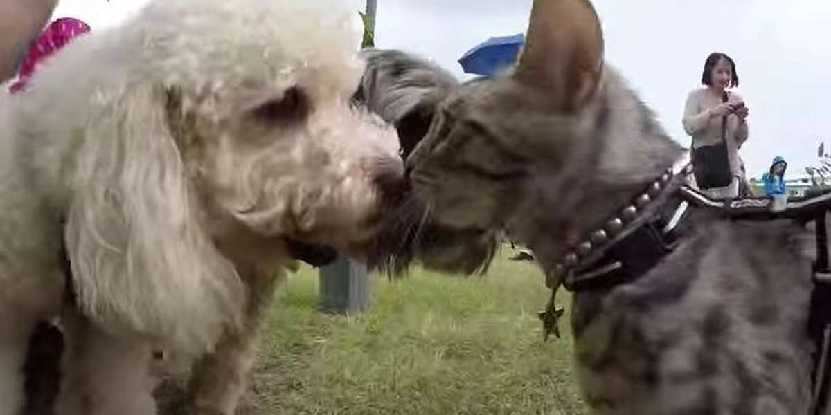 Cat Meets 50 Dogs And Loves Every Single One - The Dodo