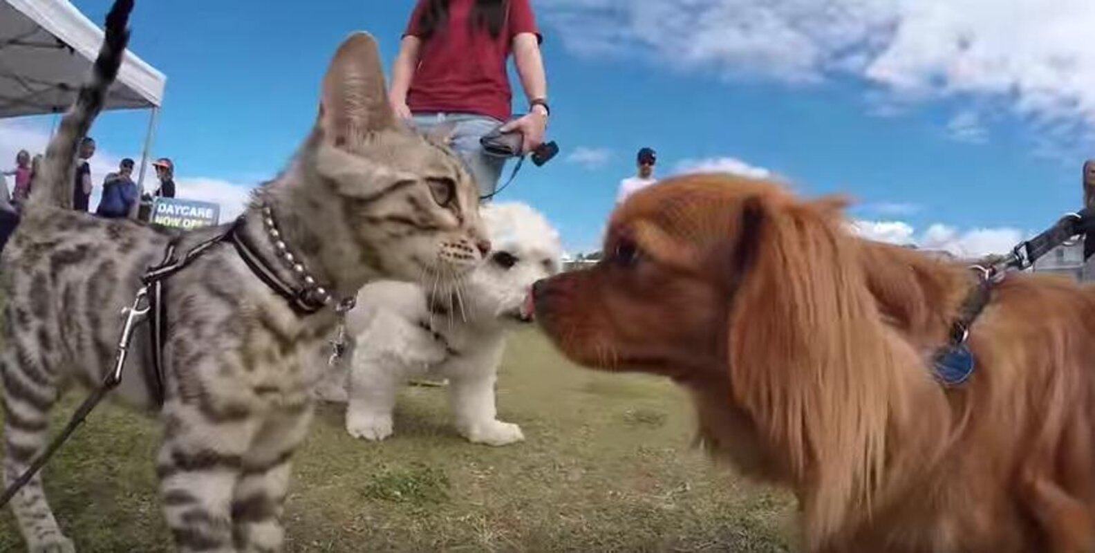 Cat Meets 50 Dogs And Loves Every Single One - The Dodo