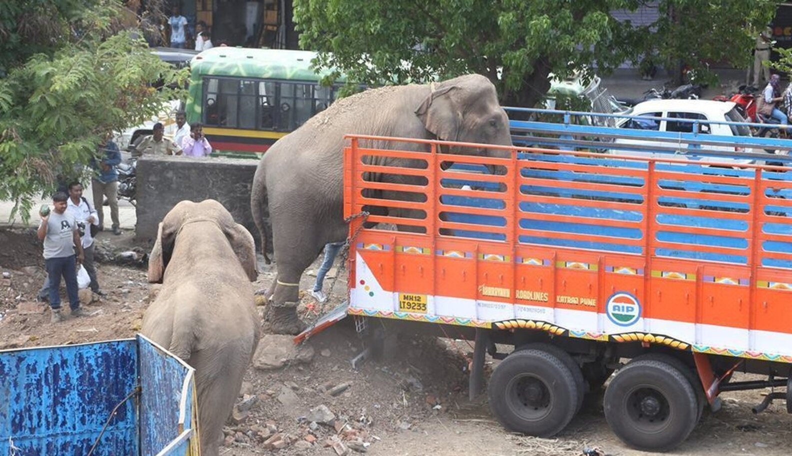 Circus Elephants Who Were 'Shackled In Spike Chains' Are Finally Free ...