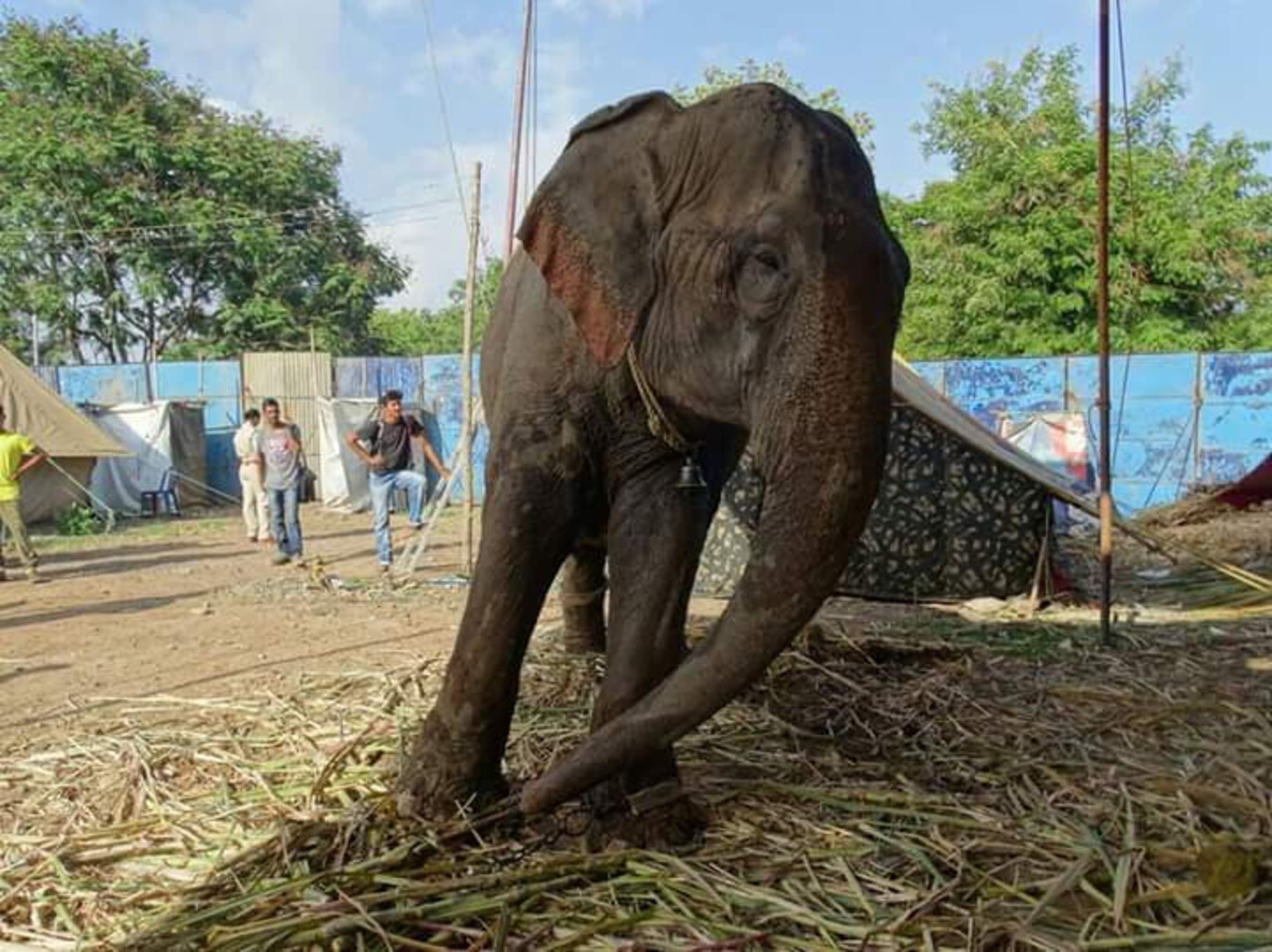Circus Elephants Who Were 'Shackled In Spike Chains' Are Finally Free ...