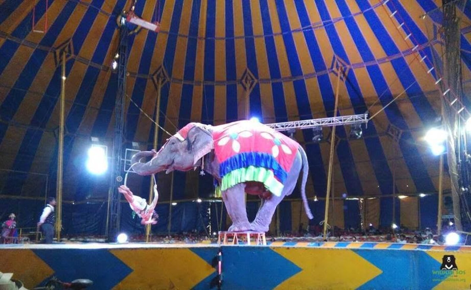 Circus Elephants Who Were 'Shackled In Spike Chains' Are Finally Free ...