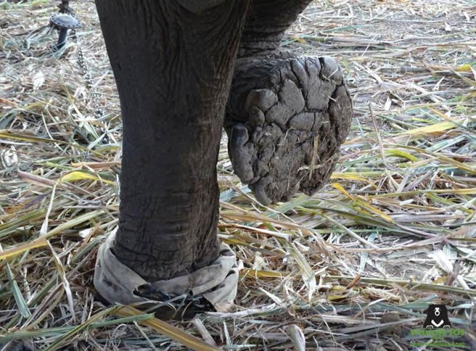 Circus Elephants Who Were 'Shackled In Spike Chains' Are Finally Free ...