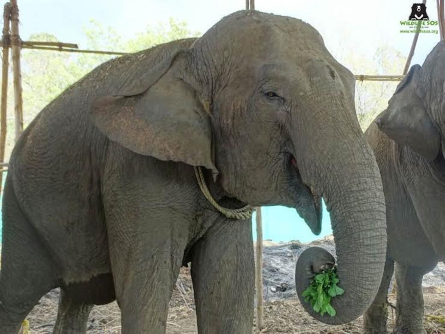 Circus Elephants Who Were 'Shackled In Spike Chains' Are Finally Free ...