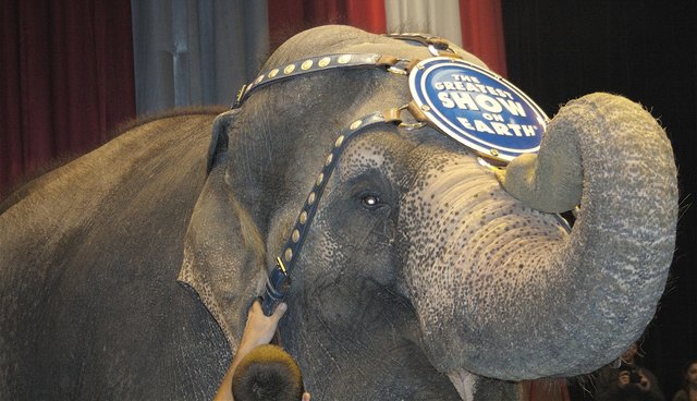 Ringling Bros.' Long Journey From Hidden Horrors To Setting Elephants ...