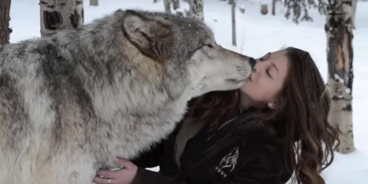 Loyal Wolf Can’t Stop Kissing His Favorite Person - The Dodo