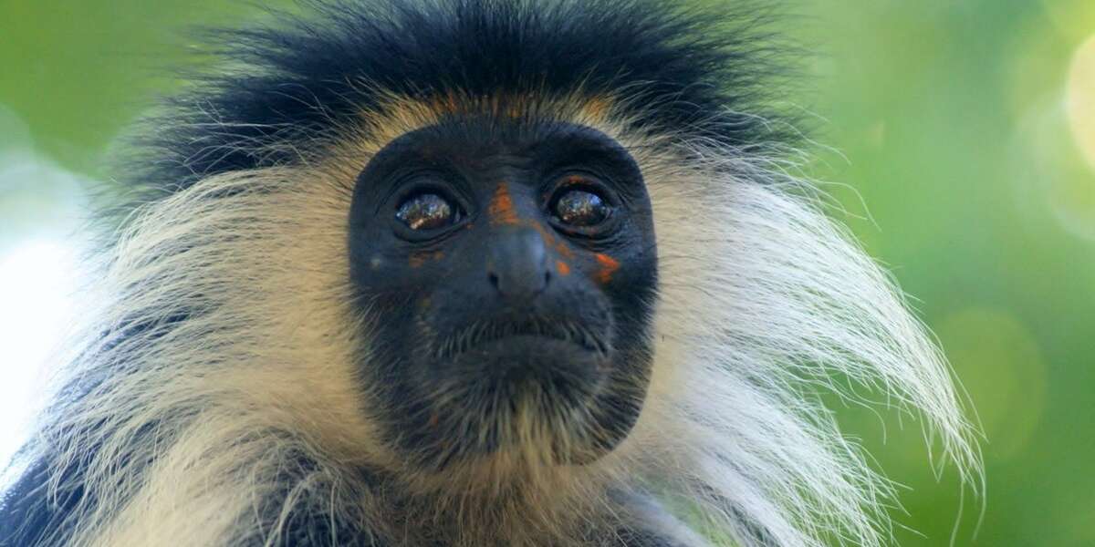 Peer in to a wild colobus monkey group - The Dodo