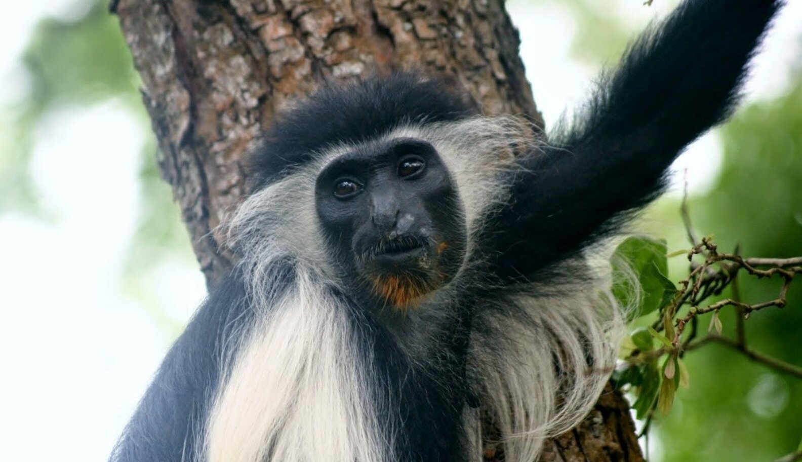 Peer in to a wild colobus monkey group - The Dodo