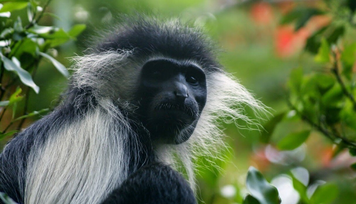 Peer in to a wild colobus monkey group - The Dodo