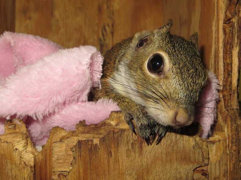 HELP SAVE AMAZING GRACE -Disabled Animal's Life In Jeopardy, Threatened ...