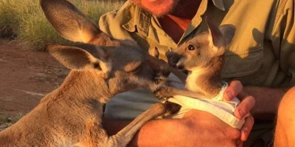 Rescued Baby Kangaroo Gets Tons Of Kisses From Her New Friend - The Dodo