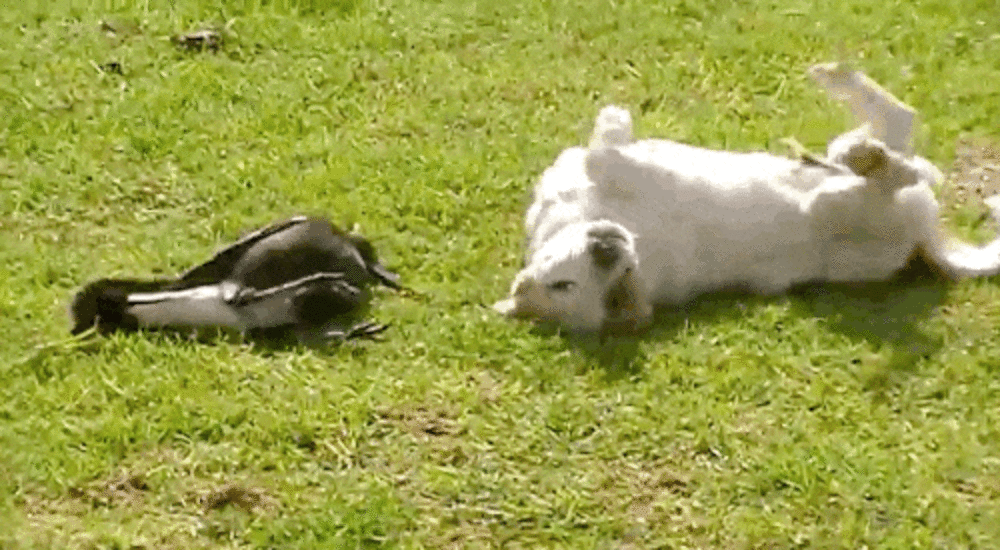 Bird And Dog Best Friends Just Can't Stop Playing - The Dodo