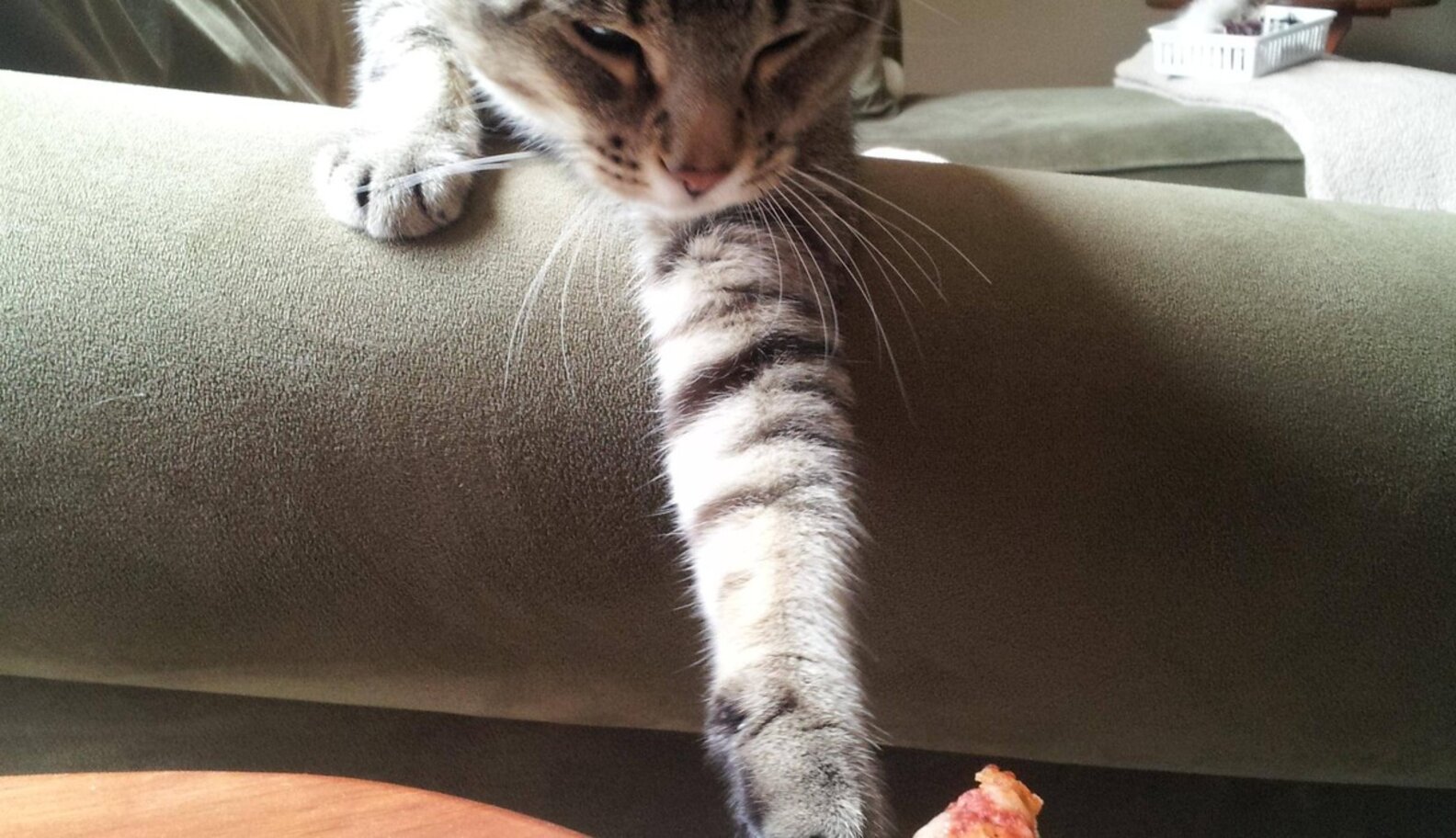 14 Cats Who Are Stealing Your Sh*t - The Dodo