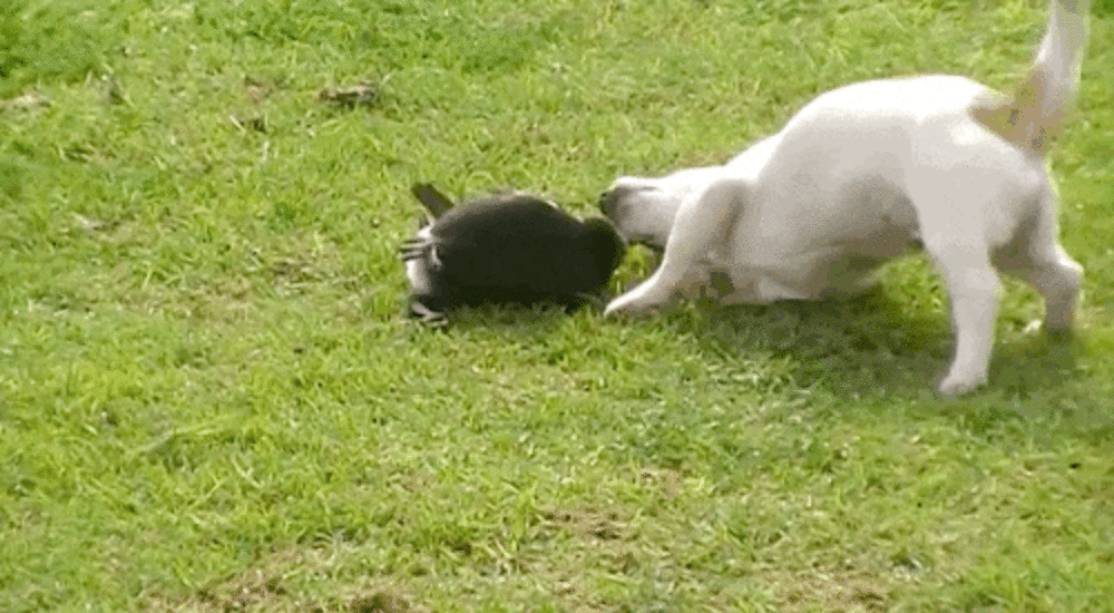 Bird And Dog Best Friends Just Can't Stop Playing - The Dodo