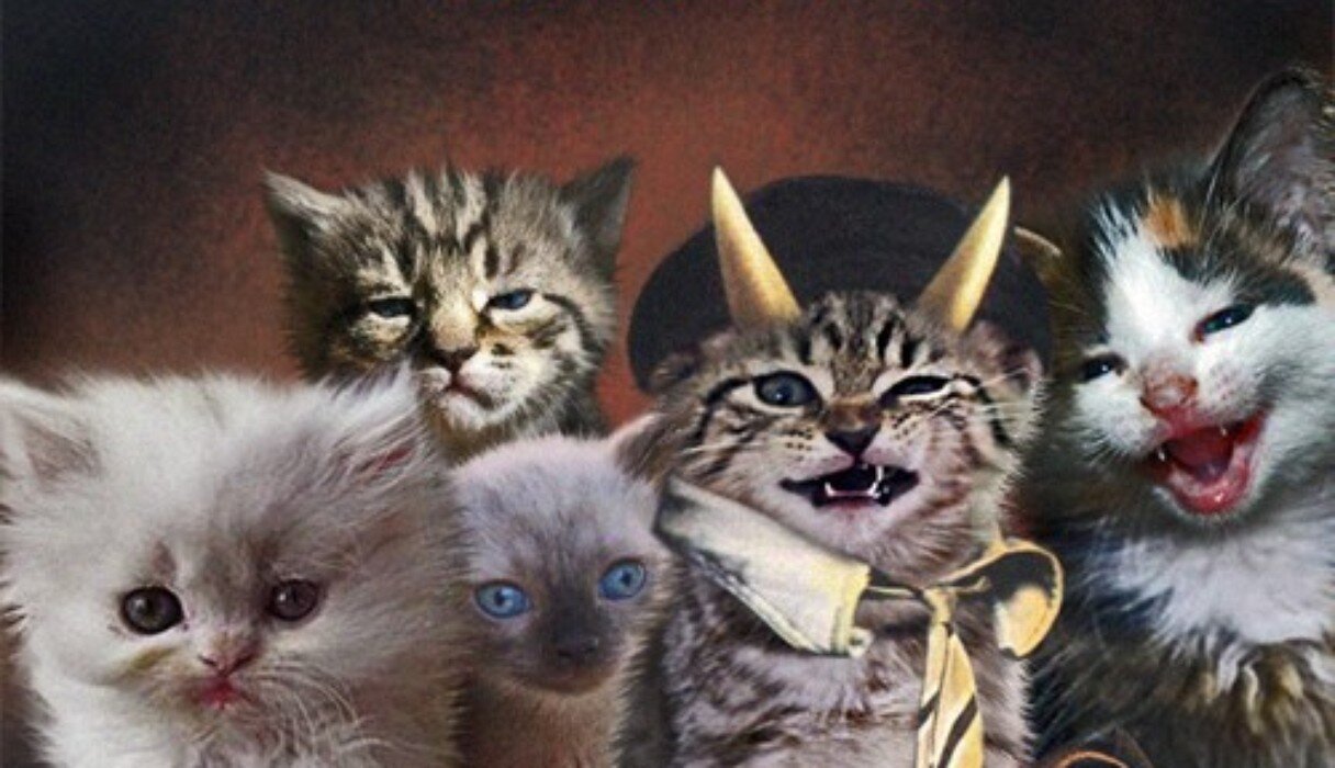 #FlashbackFriday: Iconic Album Covers Recreated With Kittens - The Dodo