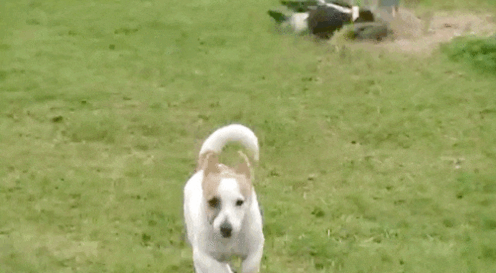 Bird And Dog Best Friends Just Can't Stop Playing - The Dodo