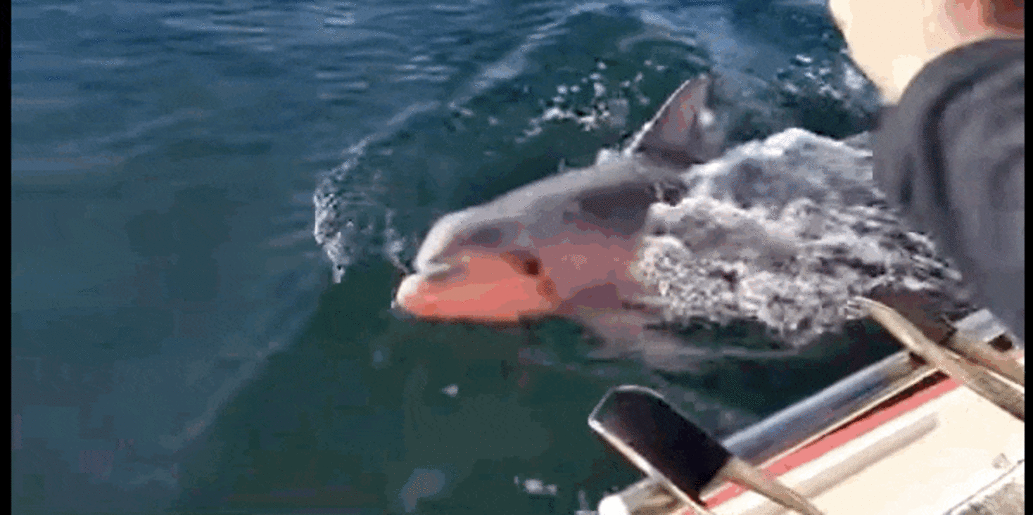 Badass Dolphin Shows Man Just What He Thinks Of His Phone - The Dodo
