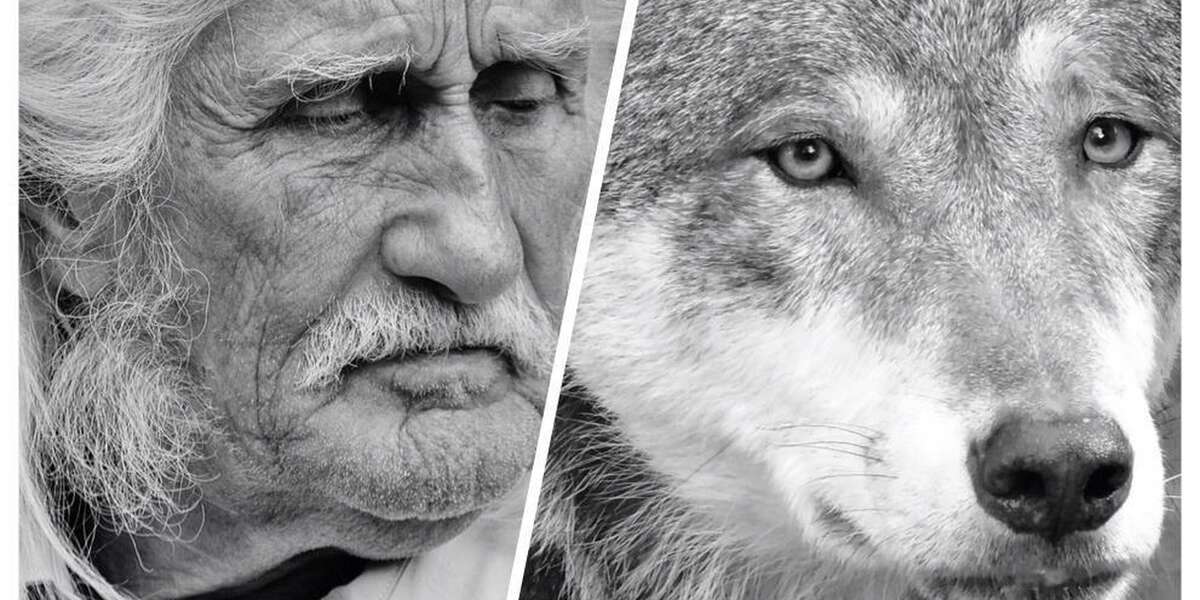 How Wolves and Humans Are Alike - The Dodo