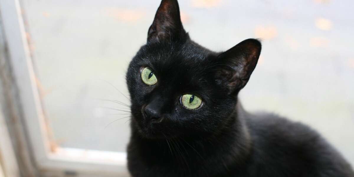 Watch An Agile Cat Make A Strategic Toy Rescue In Just Seconds - The Dodo