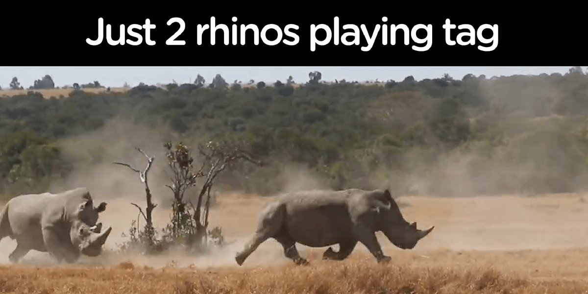 Baby Rhinos Love To Play Tag - The Dodo