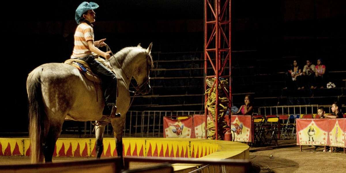 Retired Circus Animals Are Still In Desperate Need Of A Home - The Dodo