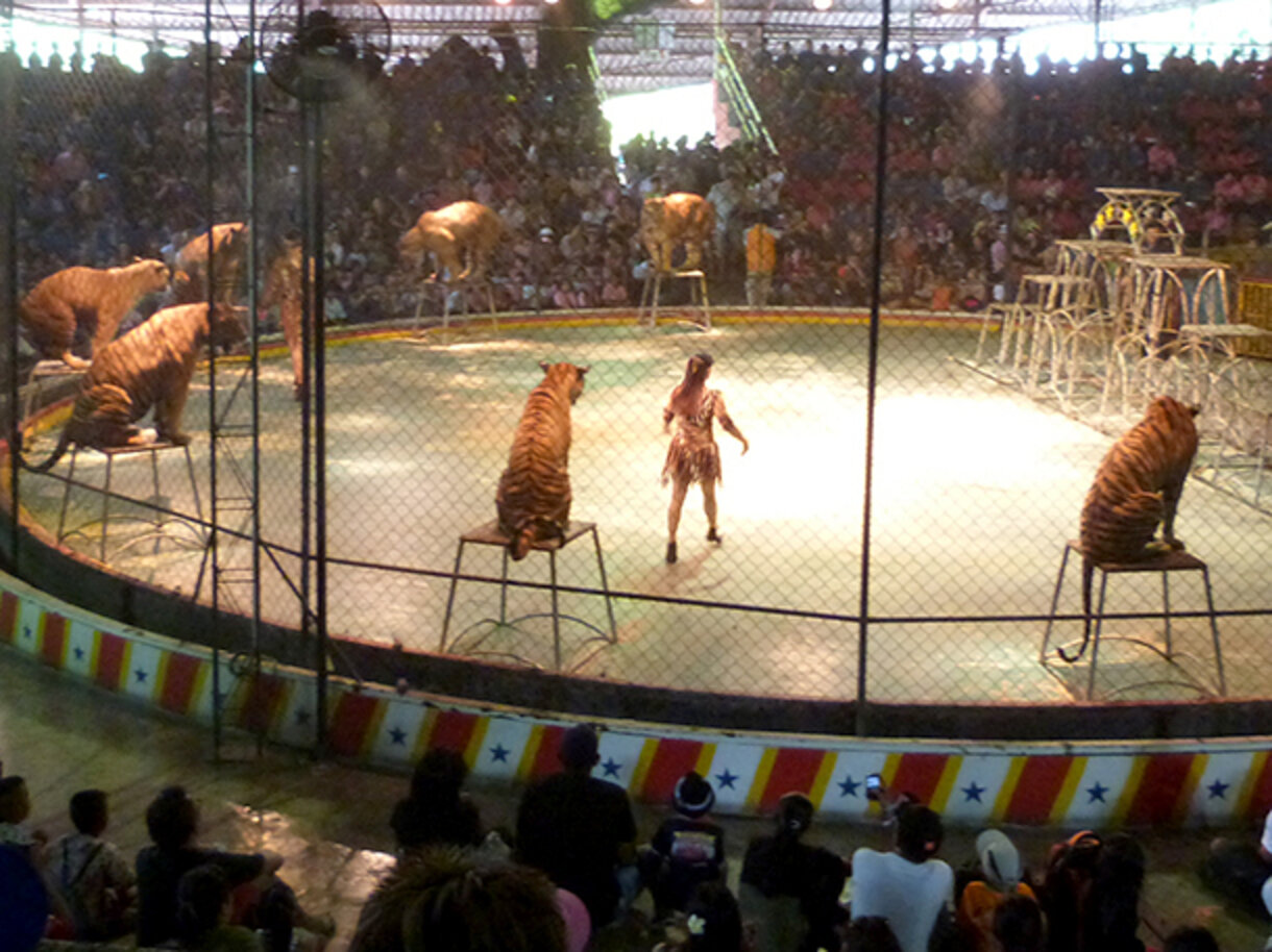 Retired Circus Animals Are Still In Desperate Need Of A Home - The Dodo