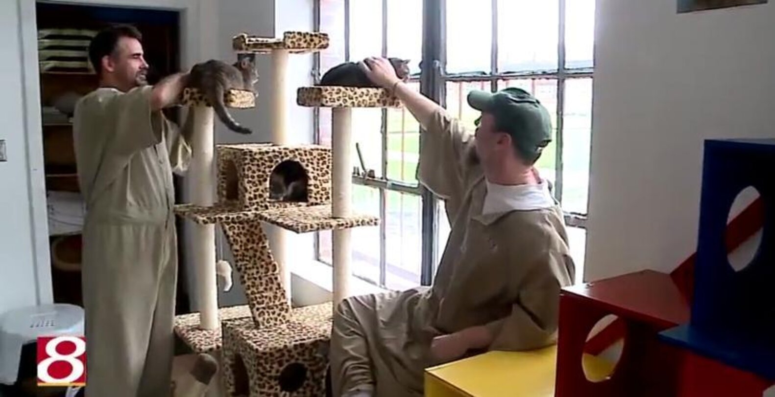 Cats Seeking Forever Homes Find Unlikely Friends Within Prison Walls ...
