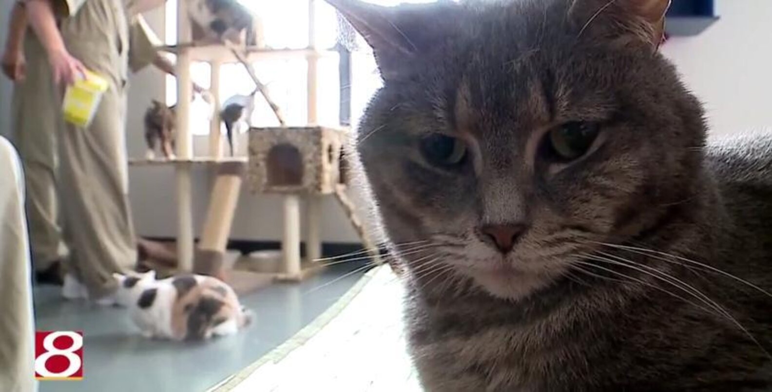 Cats Seeking Forever Homes Find Unlikely Friends Within Prison Walls ...