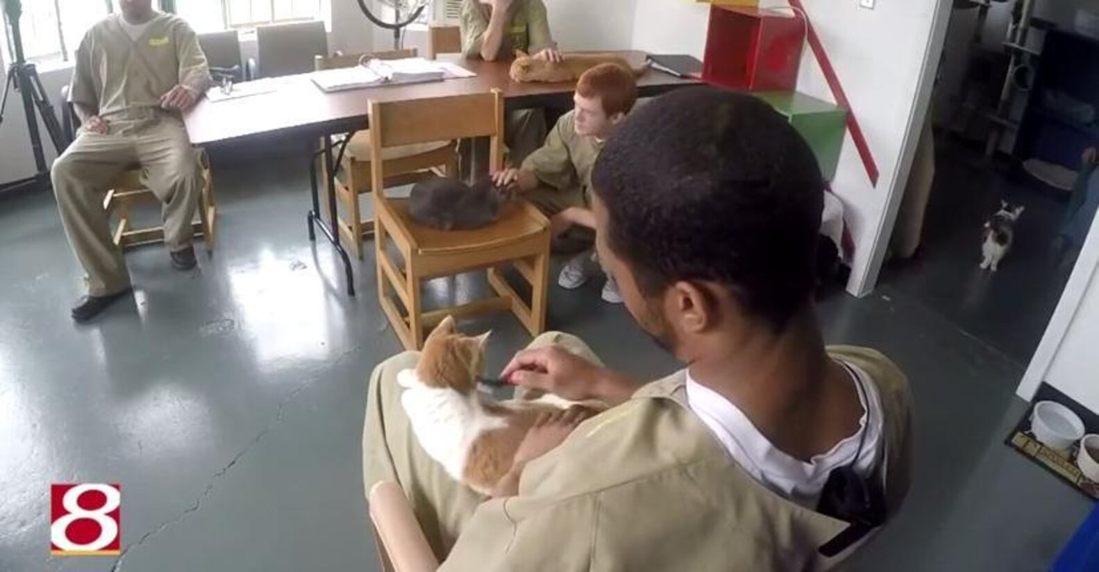 Cats Seeking Forever Homes Find Unlikely Friends Within Prison Walls ...
