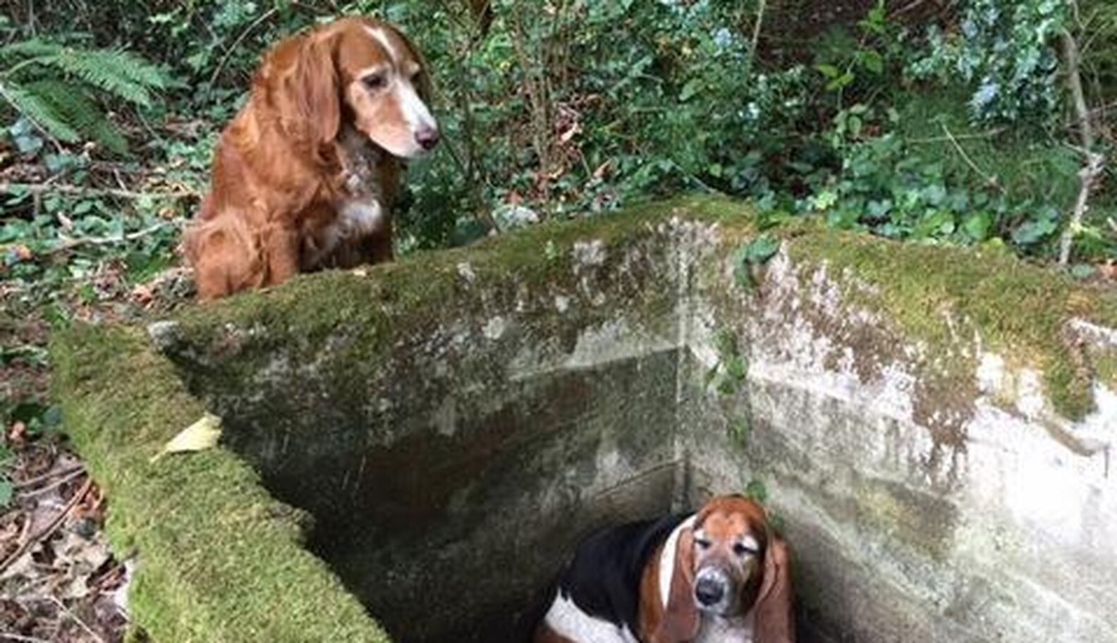 Loyal Dog Stays By Trapped Friend's Side For A Week Until Help Arrives ...