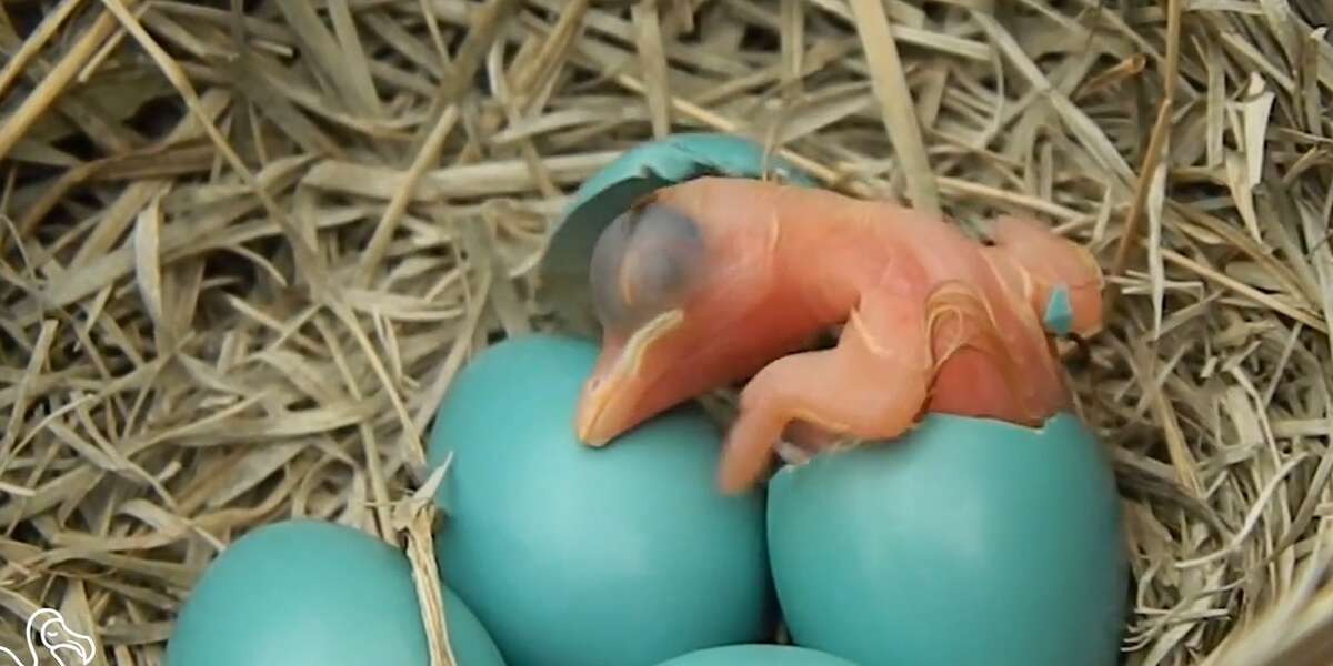 WATCH: Baby Animals Emerging From Their Shells - The Dodo